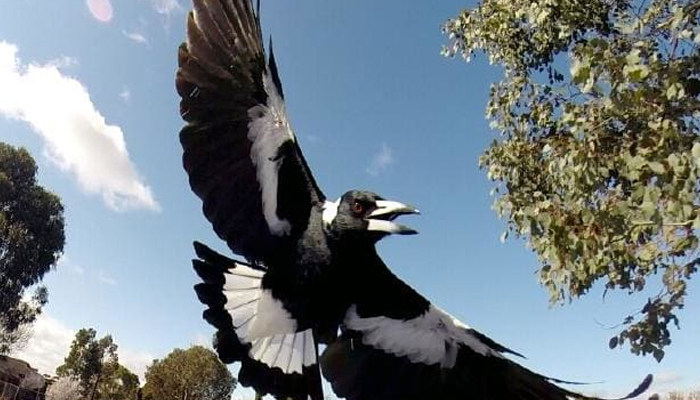 Map Shows Where Adelaide’s Magpie Swoop Attacks Are Happening
